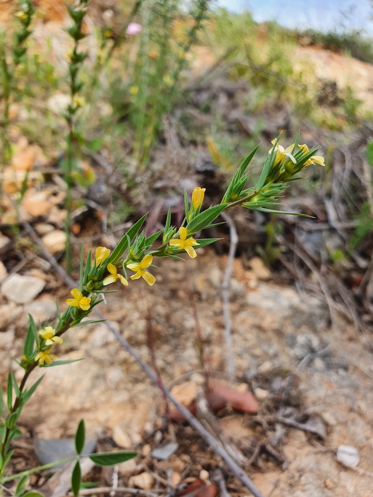 Upright Yellow-flax (Flora of Vodice 2/ Flora Vodica 2) · iNaturalist