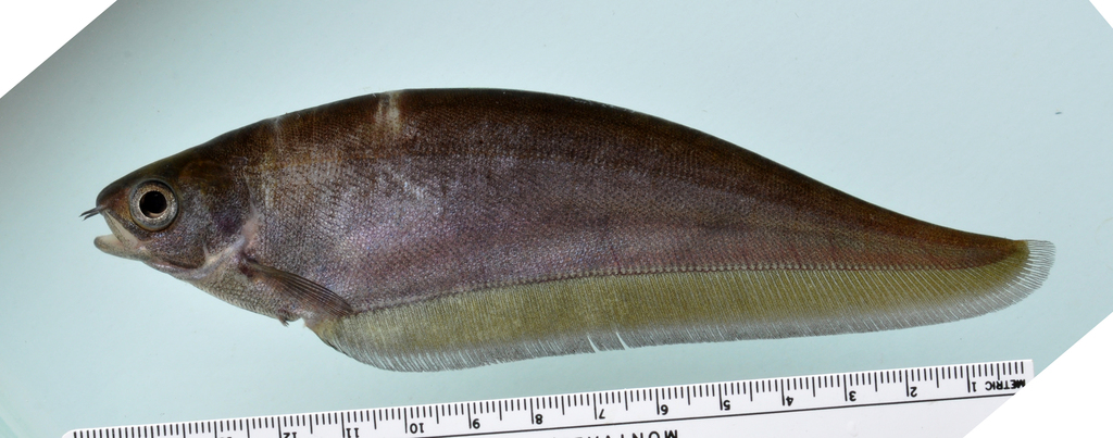 African Brown Knife Fish