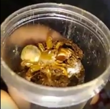 Calommata sundaica · iNaturalist