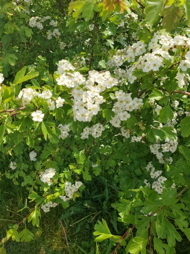 Observations by zephirot · iNaturalist