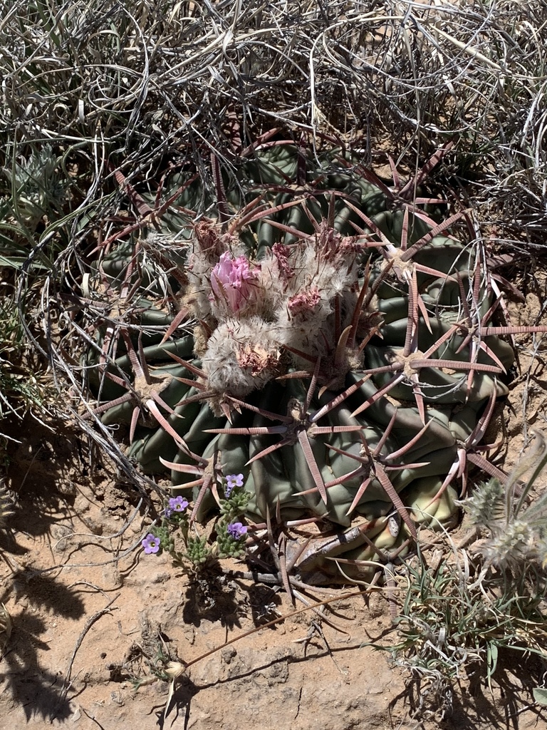 Horse Crippler Cactus from Side Kick Rd, Hope, NM, US on May 2, 2020 at ...