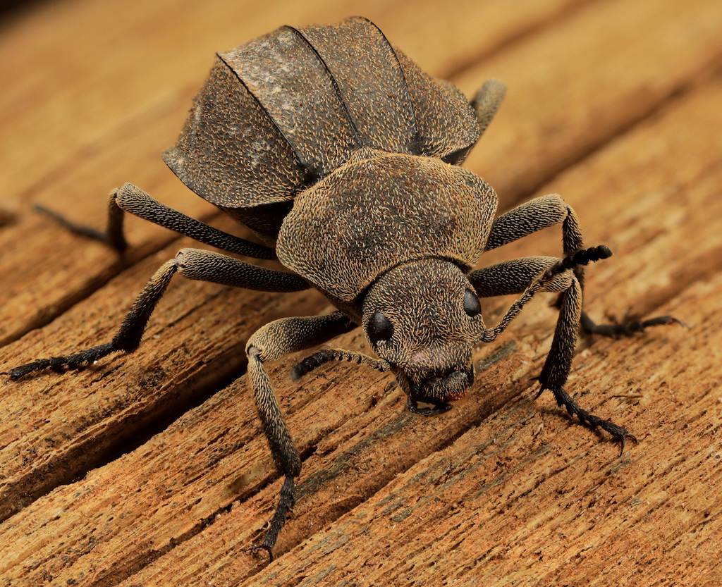 Somaticus from Blyde River near Hoedspruit, RSA on May 07, 2020 at 04: ...