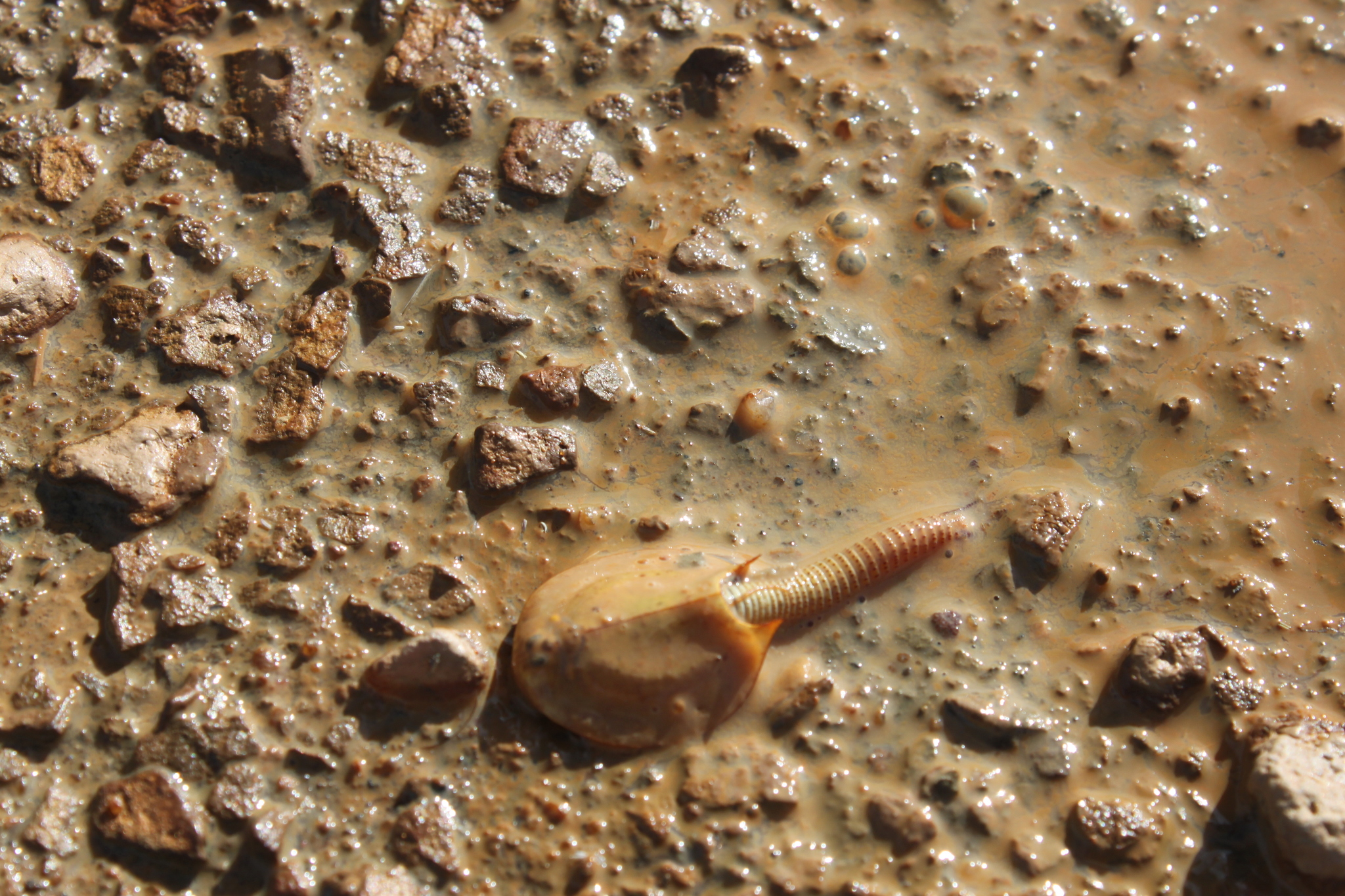Triops granarius (Lucas, 1864)