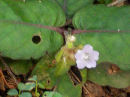 Hemigraphis reptans (Flora Singapore List H) · iNaturalist