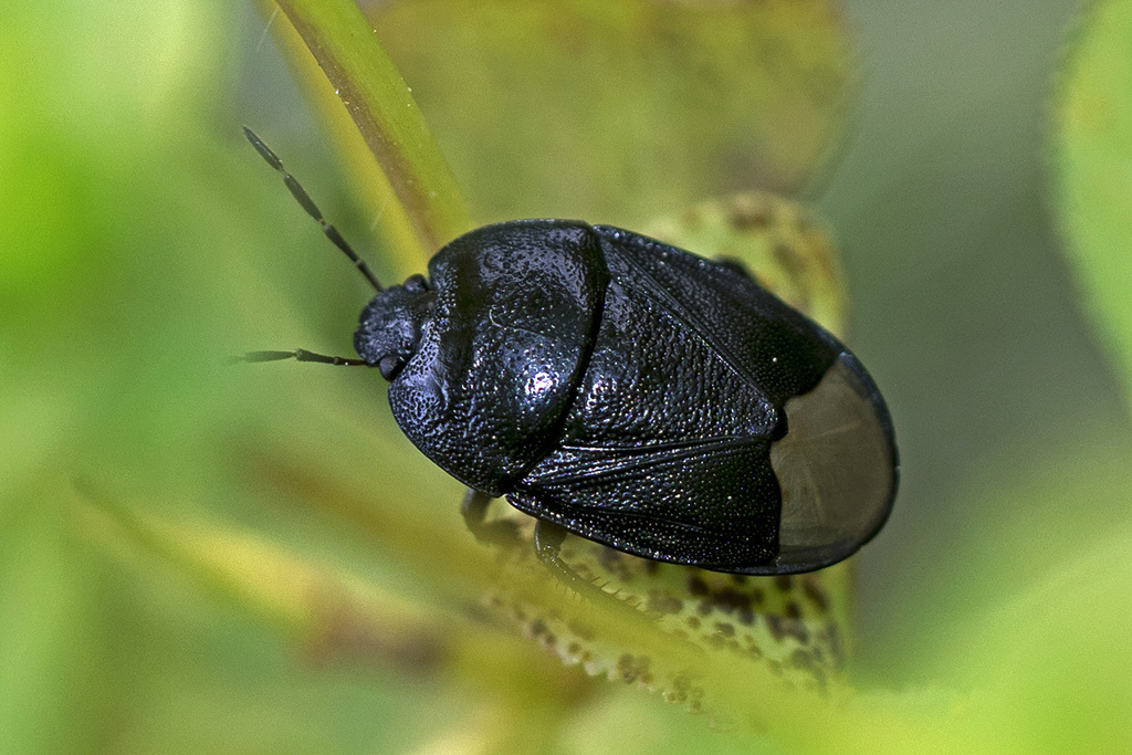 Sehirus morio (Cydnidae of Poland) · iNaturalist