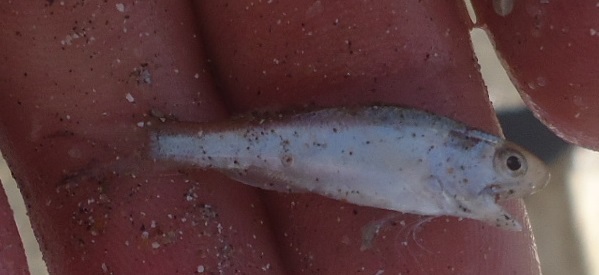 Polydactylus from Pau Amarelo, Paulista - PE, Brasil on May 7, 2020 at ...