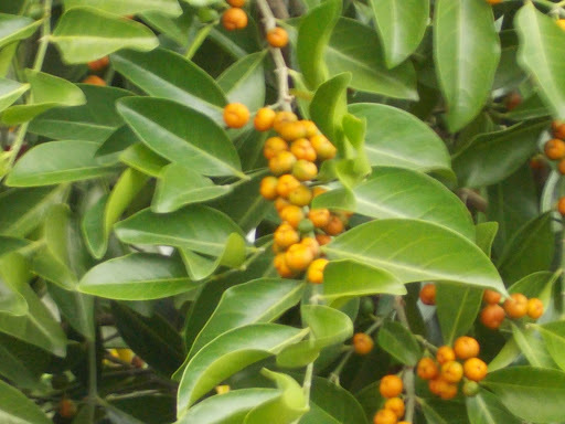 Limau Hantu (Flora Singapore List S) · iNaturalist