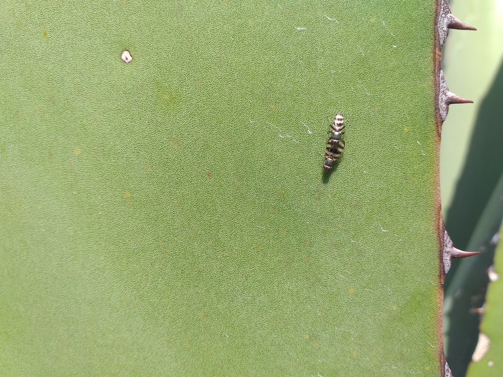 Banded-wing Flies from Libres, Pue., México on May 07, 2020 at 10:24 AM ...