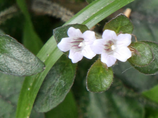 Hemigraphis reptans (Flora Singapore List H) · iNaturalist