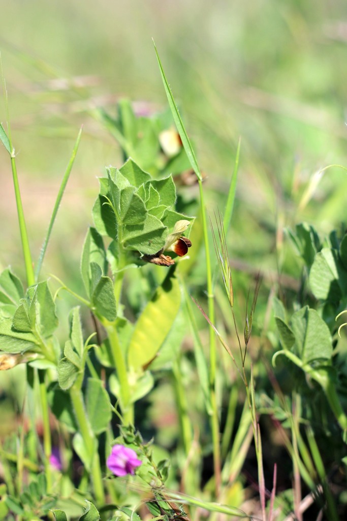 Vicia narbonensis (Madeira Pflanzen eingeführte Arten) · iNaturalist
