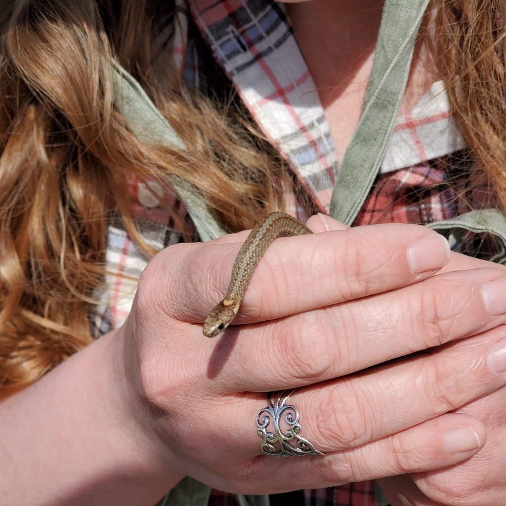 Northern Redbelly Snake from Ottawa, ON K1C 2P6, Canada on May 06, 2020 ...
