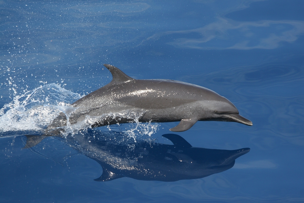 Pantropical Spotted Dolphin (Stenella attenuata) - Marine Life ...