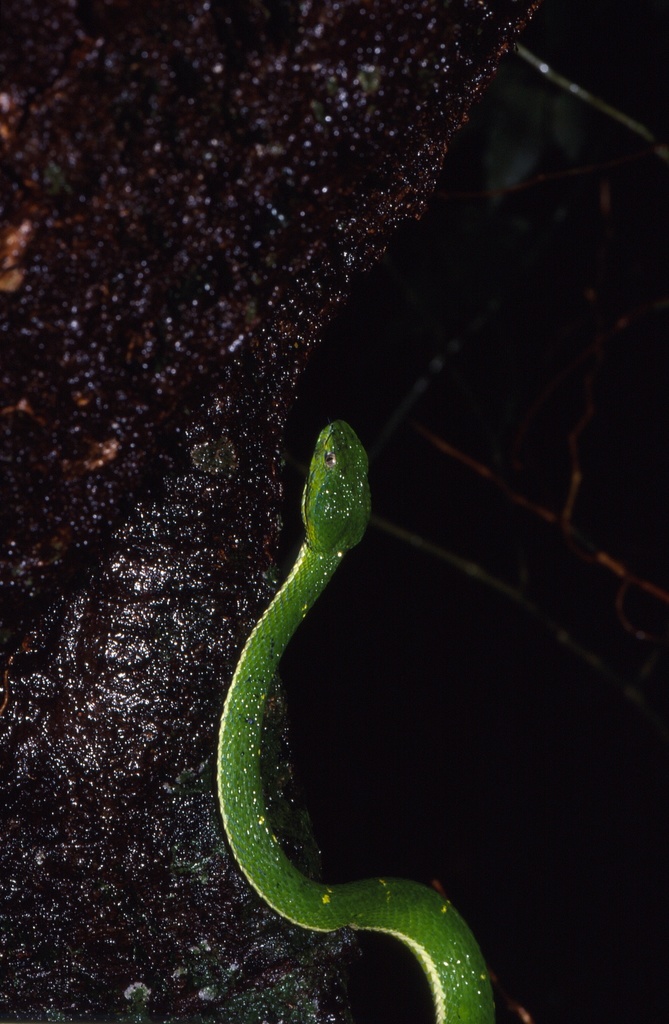 Side-striped palm pit viper in May 2000 by penterd · iNaturalist