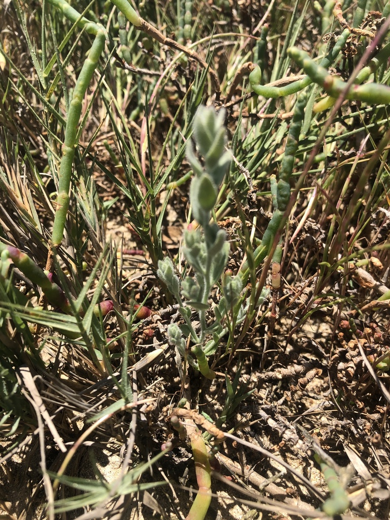Alkali Weed from Monterey County, CA, USA on May 05, 2020 at 01:28 PM ...