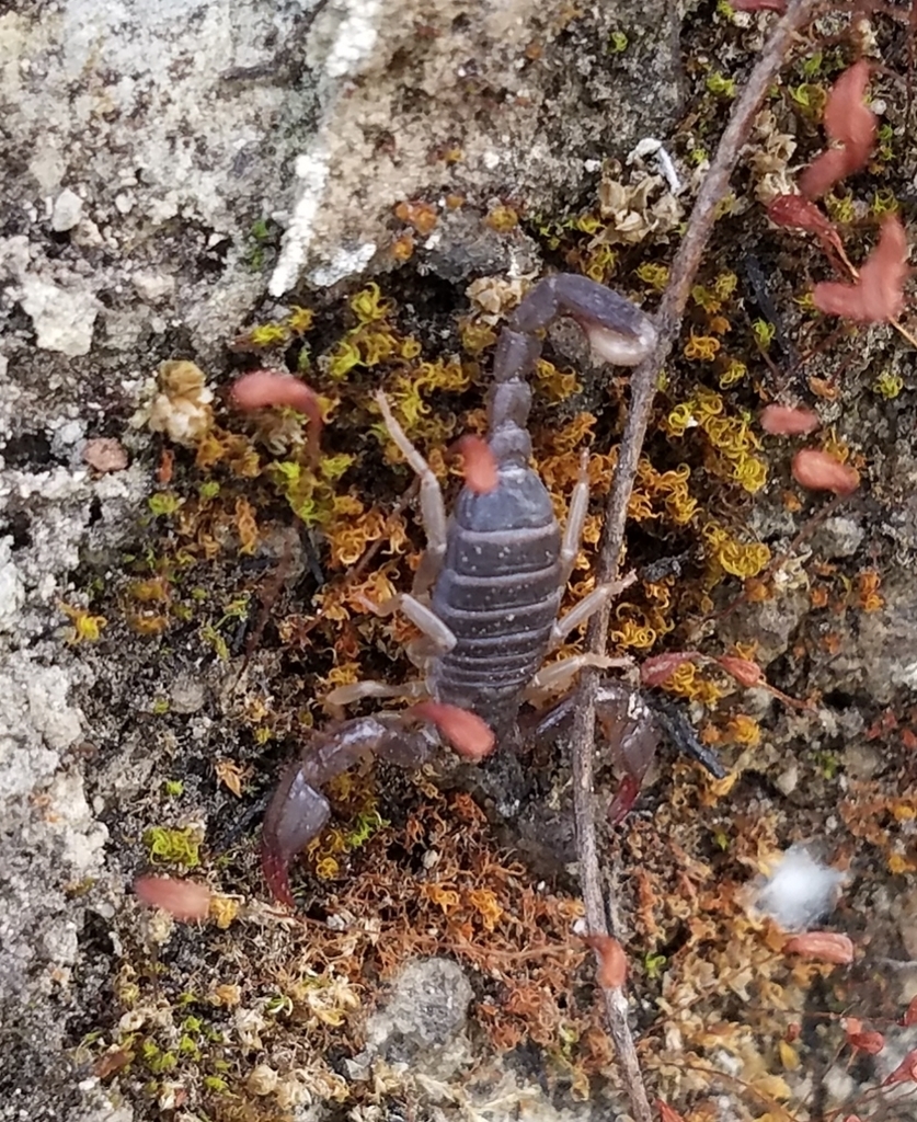 Western Forest Scorpion from Sonoma County, CA, USA on April 25, 2020 ...
