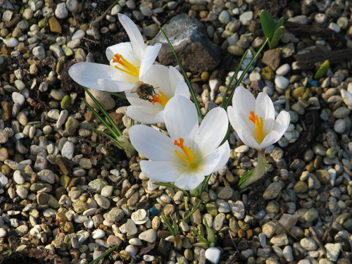 Crocus malyi · iNaturalist Mexico