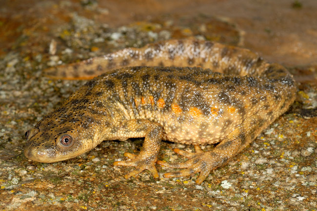 Gallipato (Guía de los anfibios de la Comunidad de Madrid.) · iNaturalist