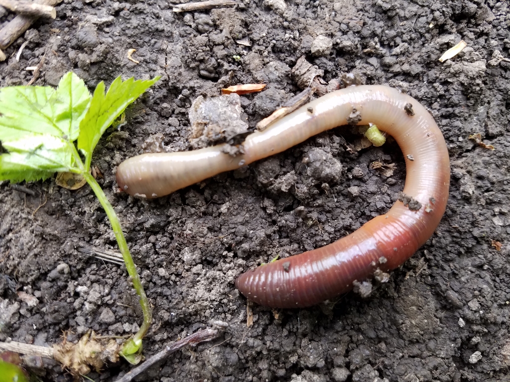 Common Earthworm from Малиновка, Нижегородская обл., Россия on May 06 ...