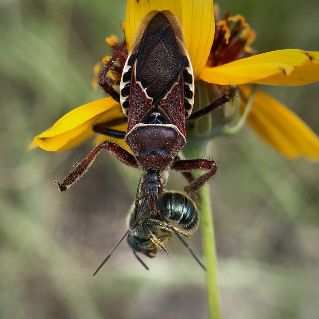Plains Bee Assassin from Oakmont Park, Fort Worth, TX, US on May 7 ...