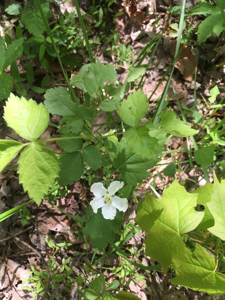 brambles from Bays Mountain Park, Kingsport, TN, US on May 07, 2020 at ...