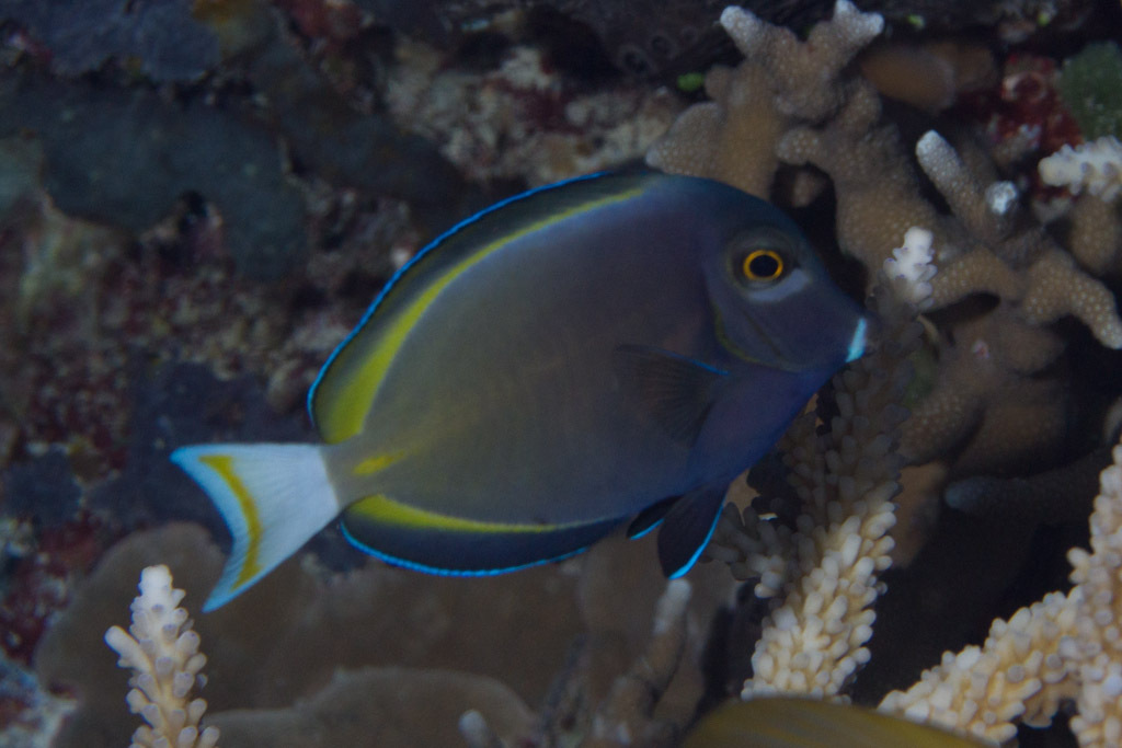 Whitecheek Surgeonfish (Reef Fish of the Hawaiian Islands) · iNaturalist