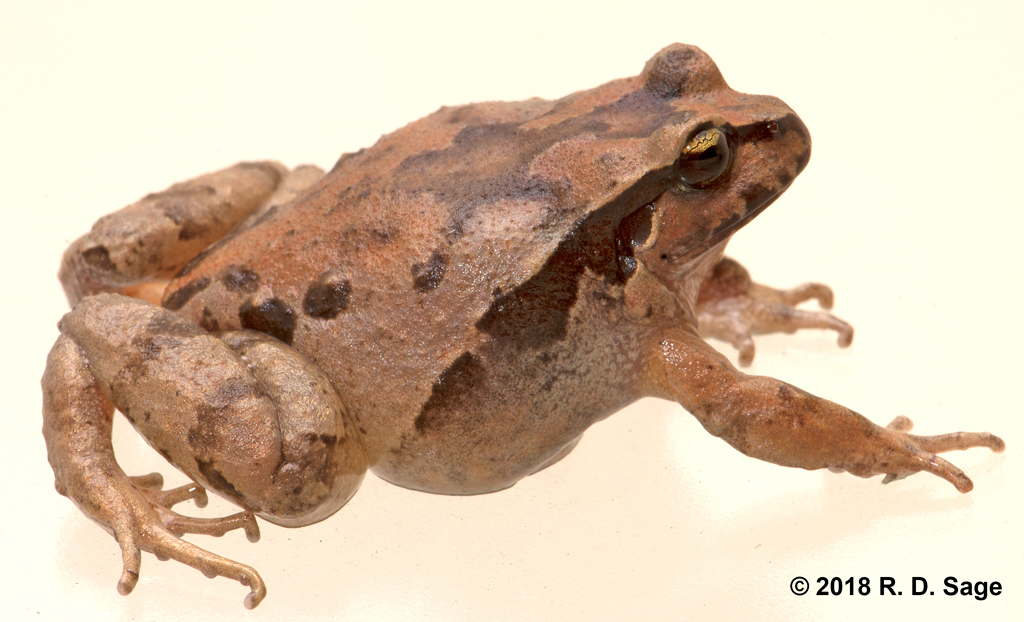 Chiloe Island Ground Frog from Bariloche Department, Río Negro ...
