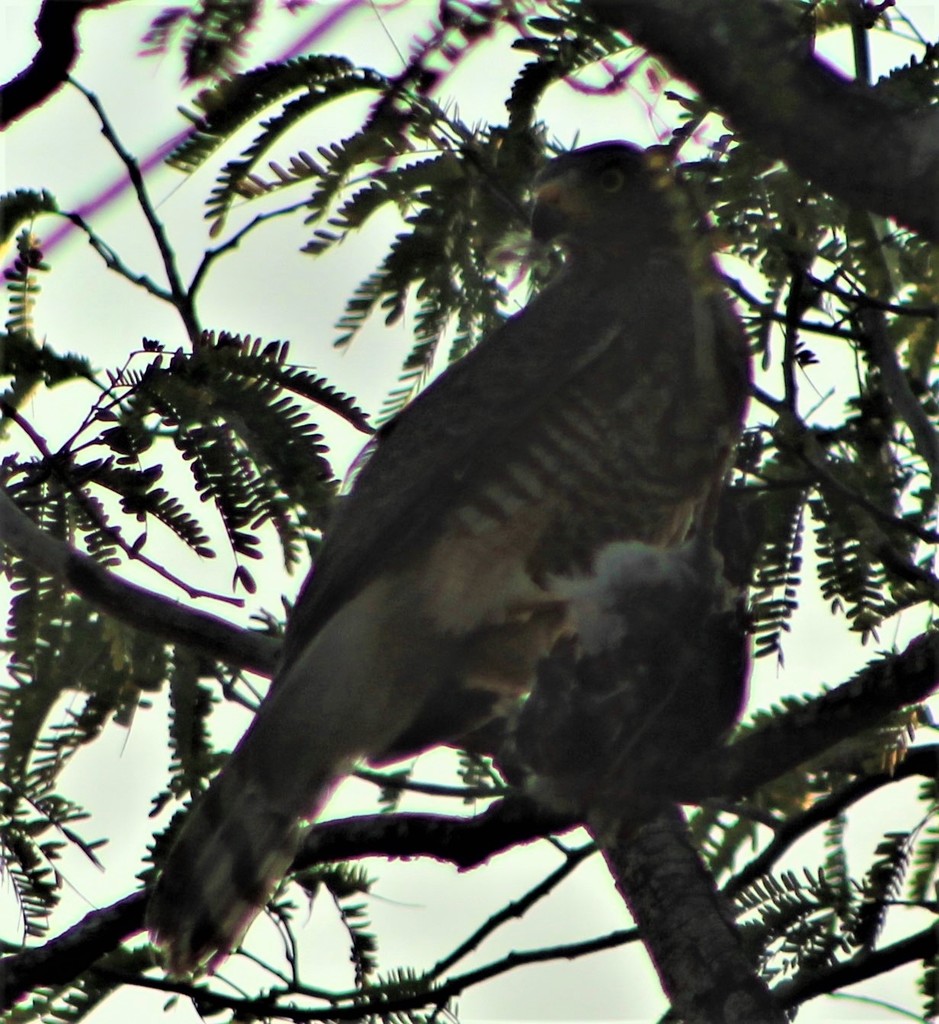 Roadside Hawk from Mérida, Yuc., México on April 8, 2020 at 06:52 PM by ...