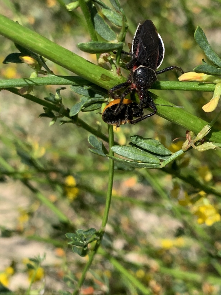 California Bee Assassin from Santa Monica Mountains National Recreation ...