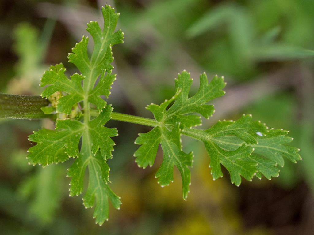 Texas Prairie Parsley (Plants of NRMP ) · iNaturalist