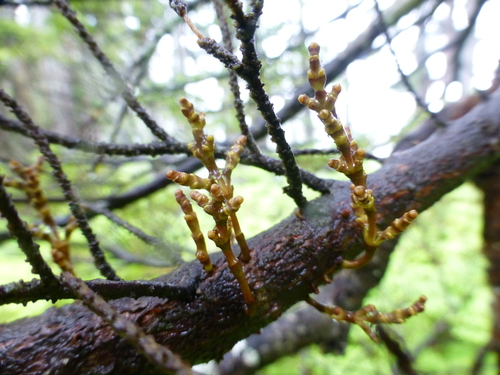 Mountain Hemlock Dwarf-Mistletoe (Subspecies Arceuthobium tsugense ...