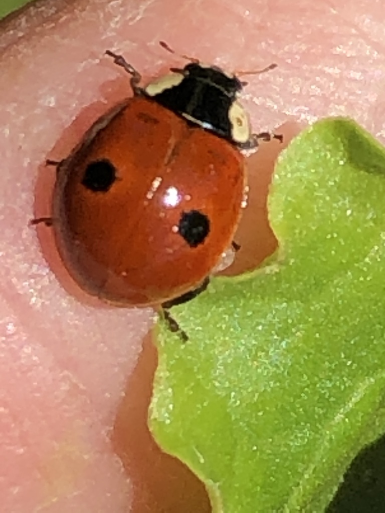 Two-spotted Lady Beetle from Randalls Island, New York, NY, US on May 7 ...