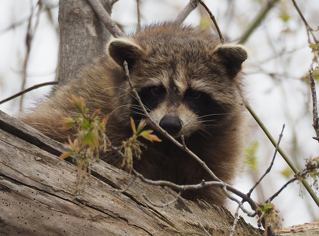 Mapache desde Onigam Street, Ottawa, ON, Canada el 07 de mayo de 2020 a ...