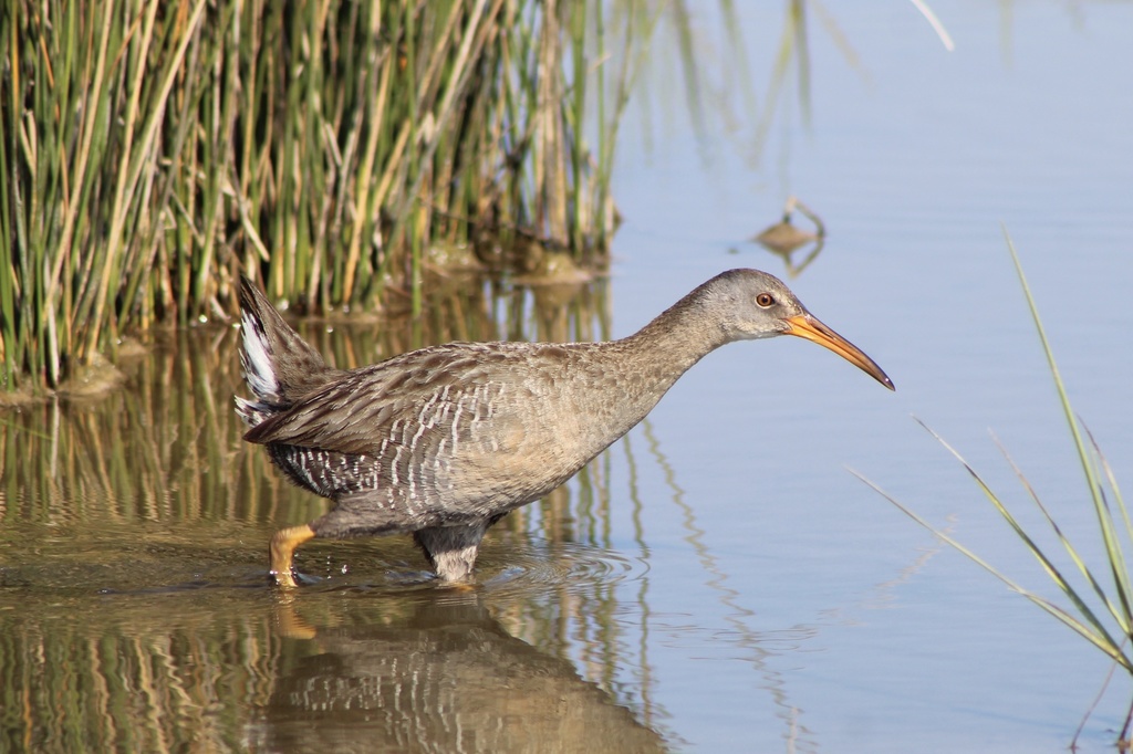Clapper Rail (Birds of Tillie K. Fowler Regional Park) · iNaturalist
