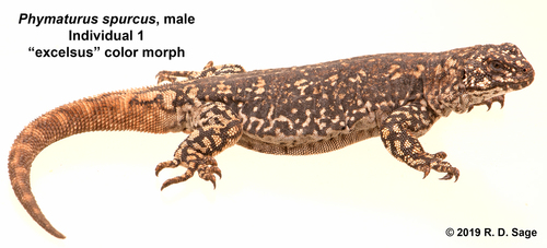 Climbing Chuckwalla (Phymaturus spurcus) - Snakes and Lizards