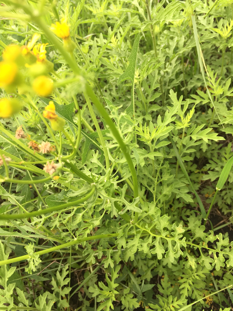Great Plains Ragwort (Packera tampicana) - Botanical Realm