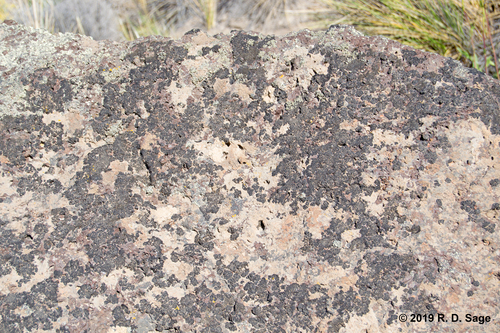 Climbing Chuckwalla (Phymaturus spurcus) - Snakes and Lizards