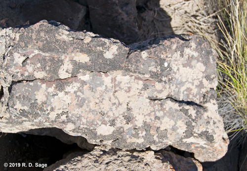 Climbing Chuckwalla (Phymaturus spurcus) - Snakes and Lizards