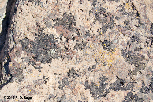 Climbing Chuckwalla (Phymaturus spurcus) - Snakes and Lizards