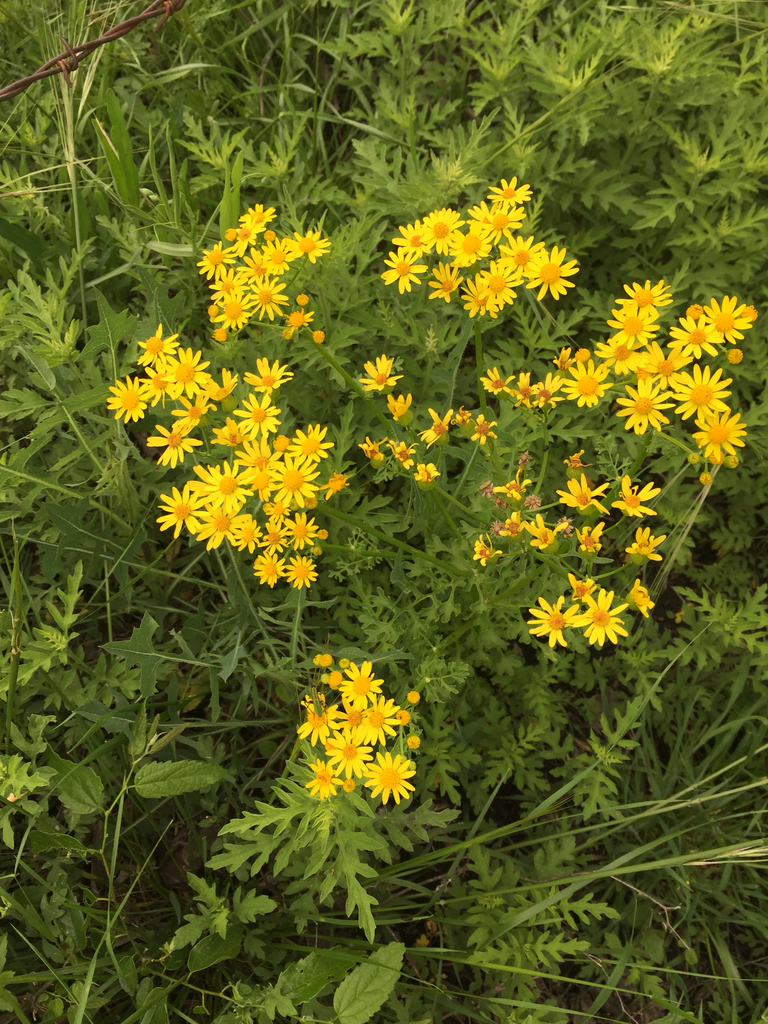 Great Plains Ragwort (Packera tampicana) - Botanical Realm