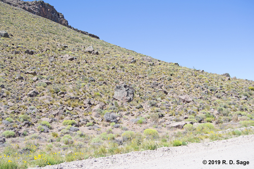 Climbing Chuckwalla (Phymaturus spurcus) - Snakes and Lizards