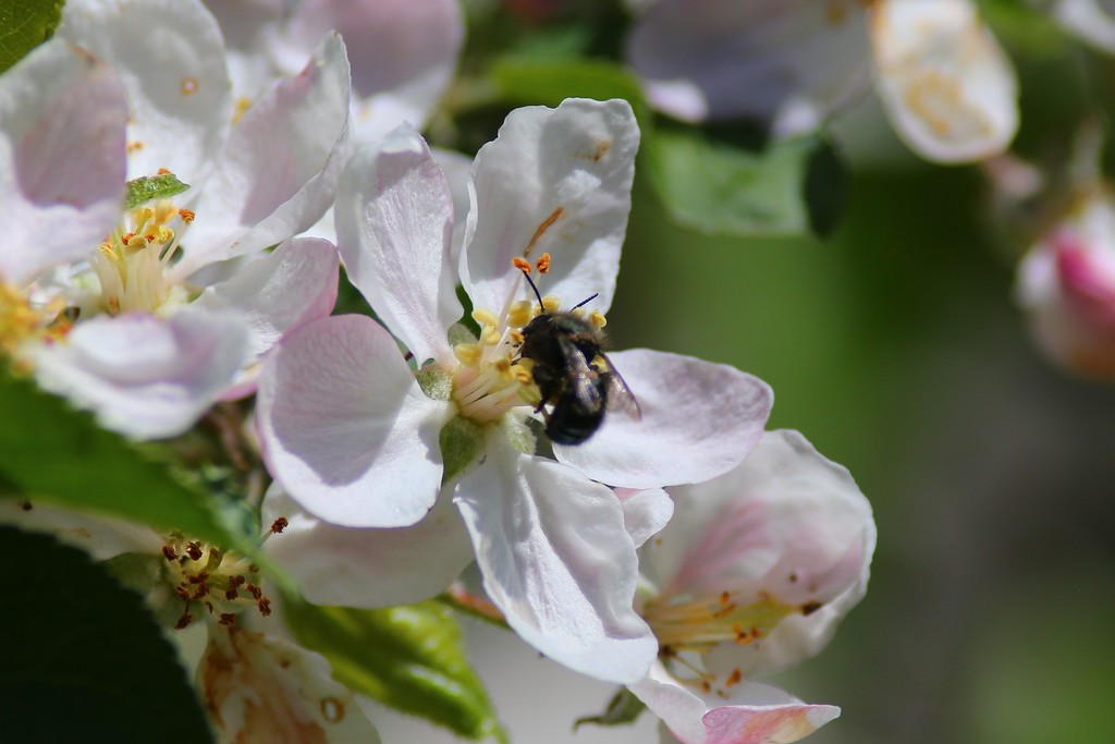 Bees from Whatcom County, WA, USA on May 7, 2020 at 03:29 PM by T. Abe ...