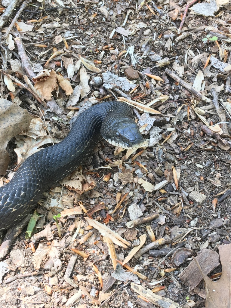 Gray Ratsnake in May 2020 by avander · iNaturalist