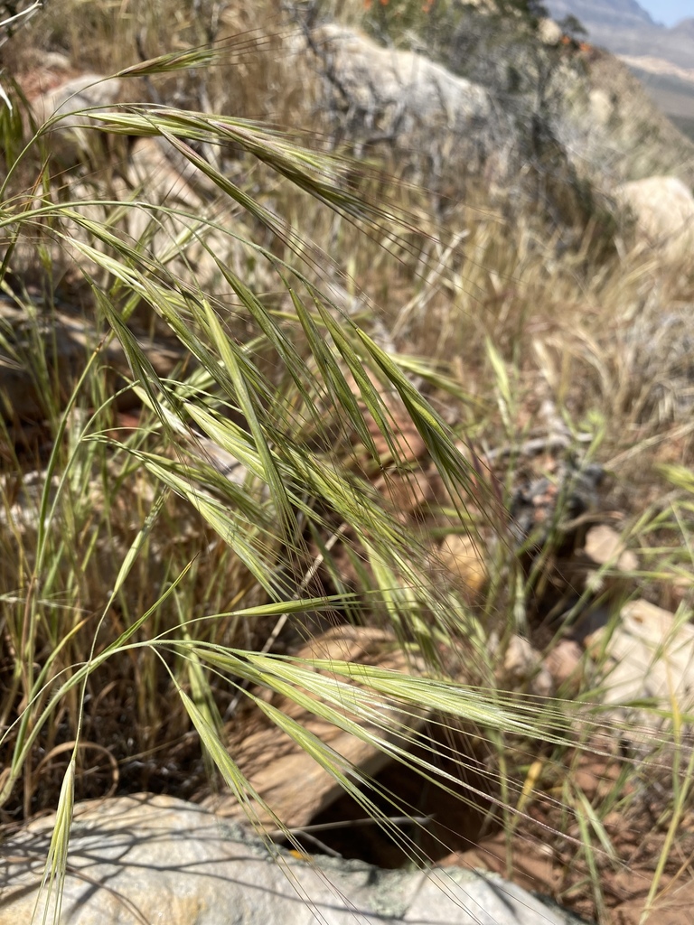 great brome from Blue Diamond, NV, US on May 07, 2020 at 02:29 PM by ...