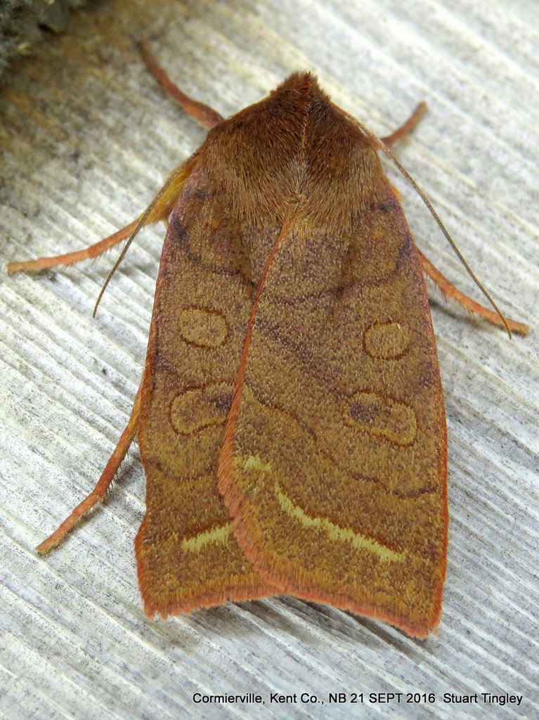 Cranberry blossom worm (Pennsylvania Moths) · iNaturalist