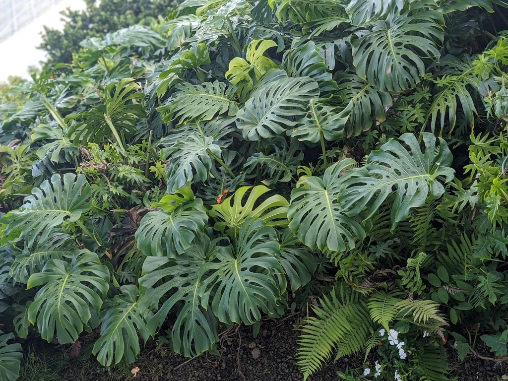 Swiss Cheese Plant from Honalo, HI, USA on May 6, 2020 at 06:55 PM by ...