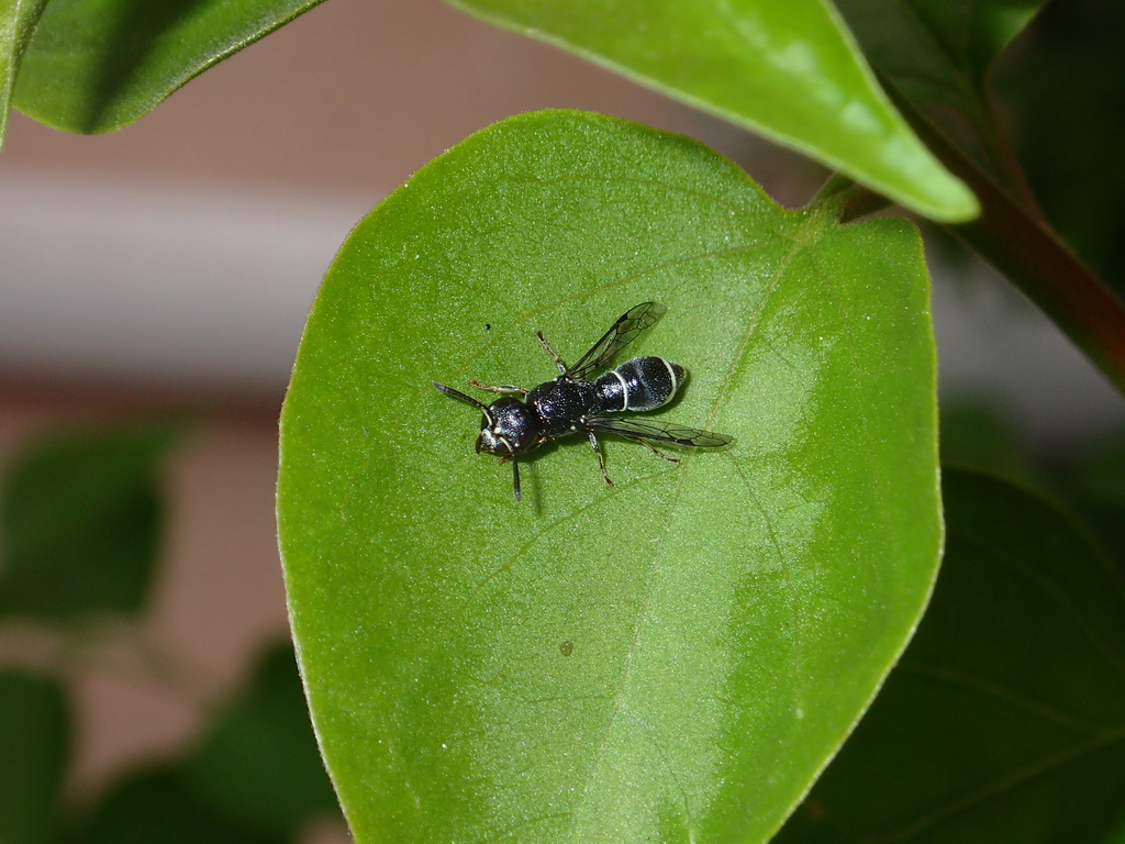Subancistrocerus sichelii from 1-Ban Phon Ngam, Udon Thani, Thaïlande on May 07, 2020 at 02:19 ...