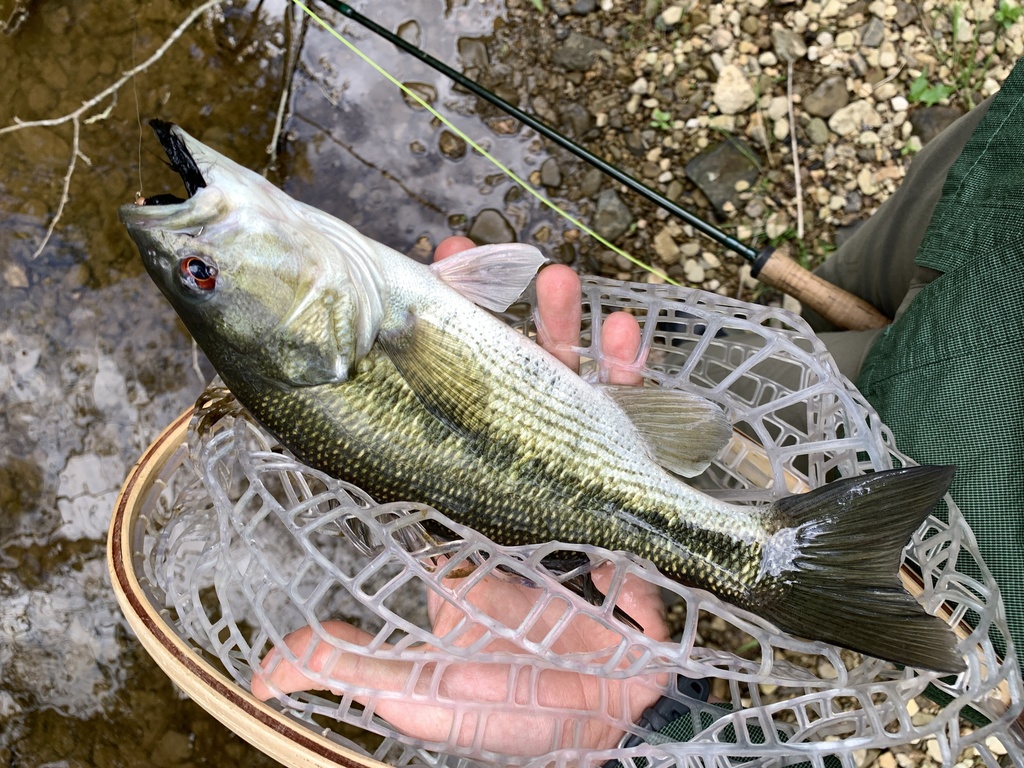 Spotted Bass from N Ramble Rd E, Bloomington, IN, US on May 7, 2020 at ...