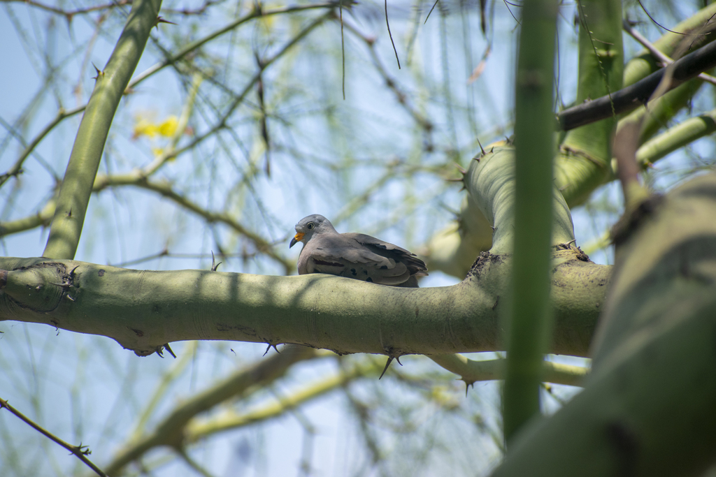 Croaking Ground Dove from Túcume, Perú on March 2, 2019 at 11:56 AM by ...