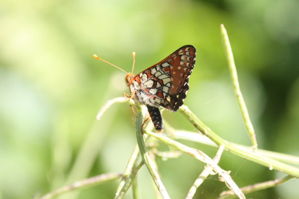 Variable Checkerspot from Los Gatos, CA, USA on May 7, 2020 at 04:00 PM ...
