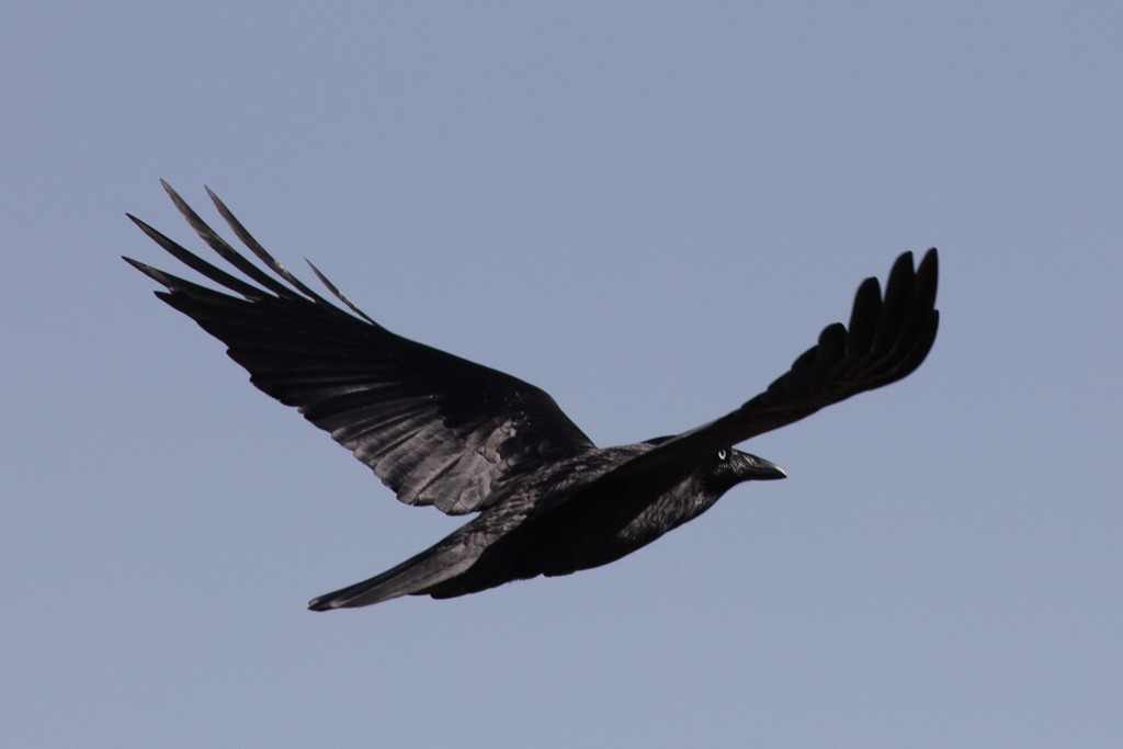 Australian Raven from Sydney NSW, Australia on May 08, 2020 at 12:08 PM ...